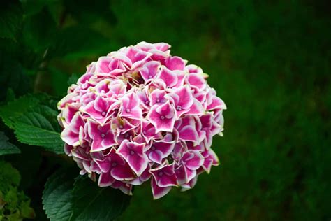 The Ultimate Guide To Fertilizing Hydrangeas For Gorgeous Blooms