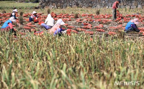 ニンニクの収穫シーズン 済州 Chosun online 朝鮮日報