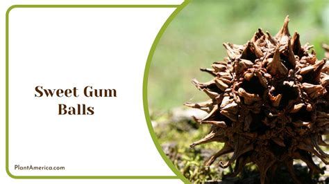 9 Magical Spiky Balls From Trees For Your Garden Decor Plant America