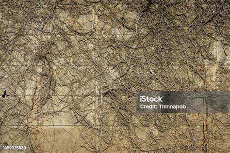 추상적인 오래된 더러운 어두운 아이비 뿌리 이끼 석고 시멘트 콘크리트 벽 질감과 녹색 잎의 녹색 덩굴 잎 또는 자연스럽게 자라는 아이비 나무 복사 공간 텍스트 또는 디자인