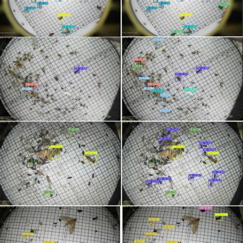 Examples Of Insect Classes In The Pest24 Insect Dataset Subset