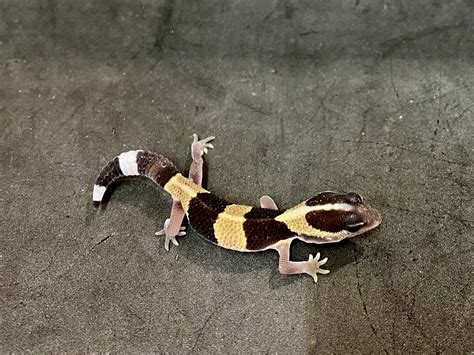 ニシアフリカトカゲモドキ 横浜爬虫類アクアマイティー