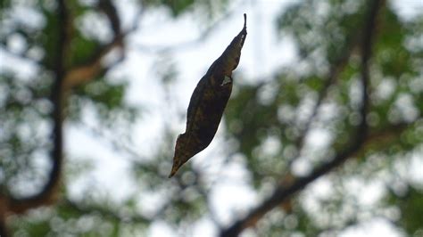 Oja Natural Green Free Photo On Pixabay Pixabay