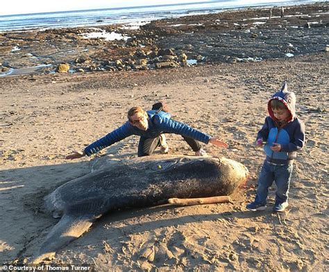 Rare Hoodwinker Sunfish Washes Up On California Beach