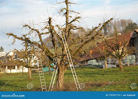 Three Metal Ladders Leaned On A Apple Tree In Winter For Cutting Of
