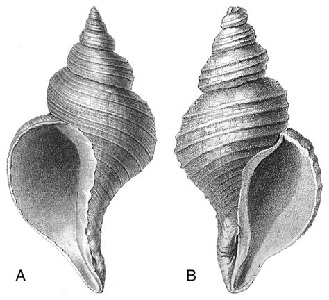Activity Gastropod Shell Description