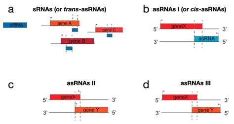 Interplay Between Non Coding Rna Transcription Stringentrelaxed