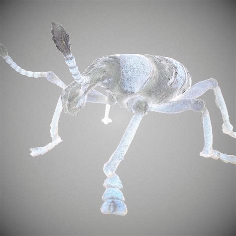 3d Weevil Eupholus Beetle