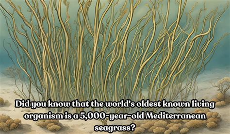 Meet The Worlds Oldest Living Organism The 5 000 Year Old Seagrass
