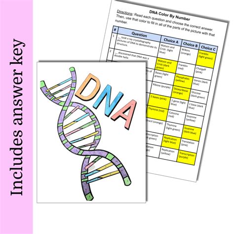 Free Dna Double Helix Worksheets Hess Unacademy Worksheets Library