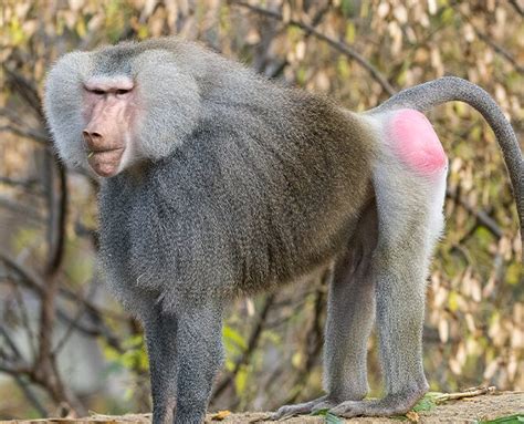 The Baboon And The Lion Cub A Wild Act Of Compassion That Defied