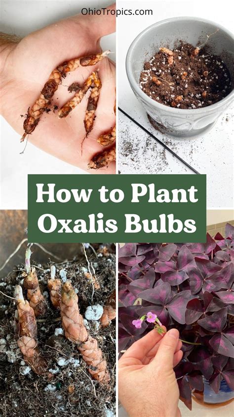 How To Plant Oxalis Bulbs How To Plant Shamrocks Purple Leaf Oxalis