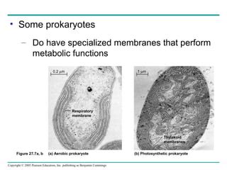 27 Prokaryotes7th Ppt