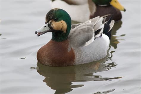 Silbón Europeo X Pato Marrueco Híbrido Ebird