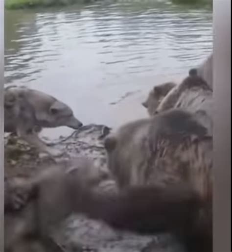 ဝံပုလွေတစ်ကောင်ကို ဝိုင်းဝန်းသတ်ဖြတ်စားသောက်နေတဲ့ ဝက်ဝံတ