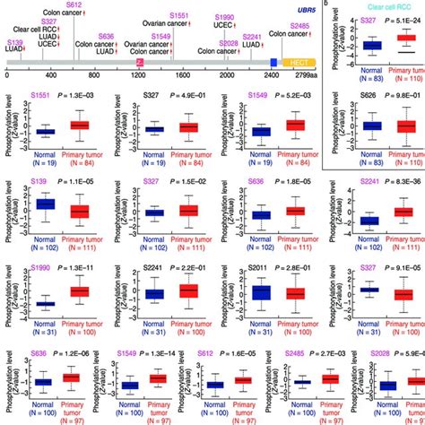 Genetic Features Of Mutations Of Ubr5 In Different Tumors Cbioportal