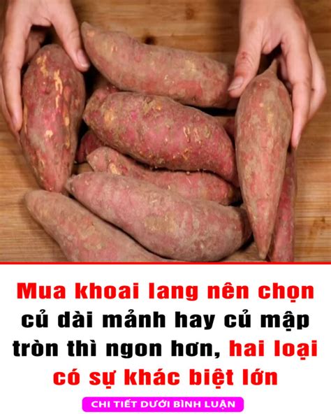 Mua Khoai Lang Chọn Củ Dài Mảnh Hay Củ Mập Tròn Thì Ngon Hơn Hai Loại Có Sự Khác Biệt Lớn Đời