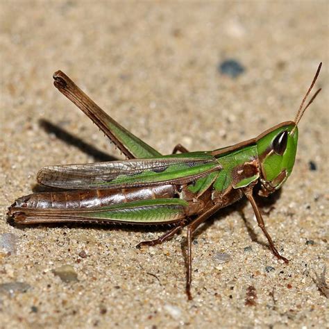 Green And Brown Grasshopper
