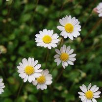 Miniature Mat Daisy Bellium Minutum High Country Gardens