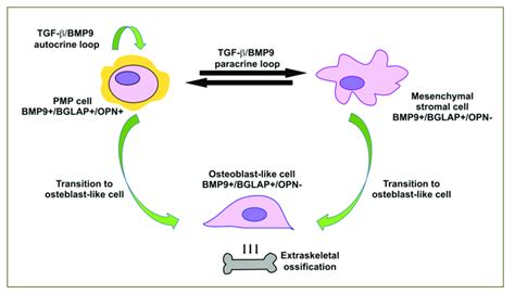 Ectopic Ossification In Pmp The Tumor Microenvironment Is Composed Of