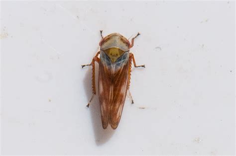 Oncopsis Sp Observation Nb 4569904 Naturbasen