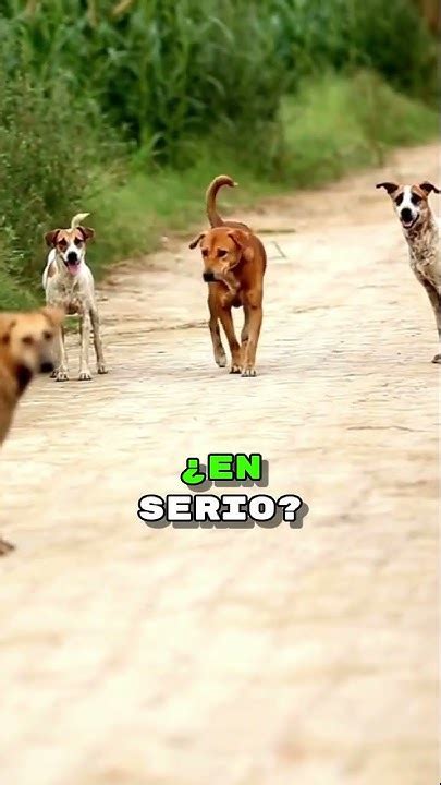 Laika De Callejera A Icono Espacial Shorts Youtube