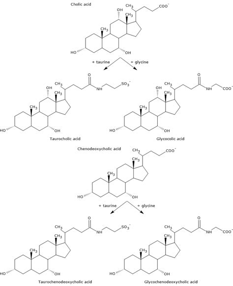Bile Salt Structure