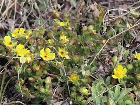Mochna Jarní Potentilla Tabernaemontani Ww07 Slešťůvka