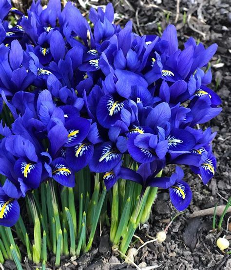 Types Of Iris The Different Iris Varieties Artofit