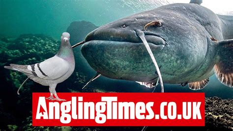 The Crazy Things Predator Fish Will Eat Angling Times