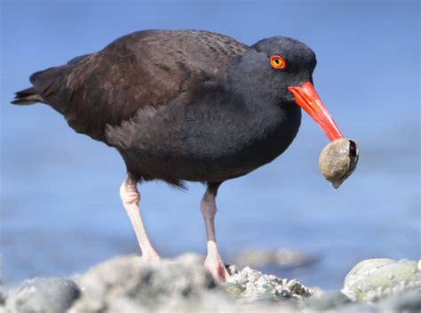 Sea Birds Common Flora And Fauna Of California Flashcards Quizlet