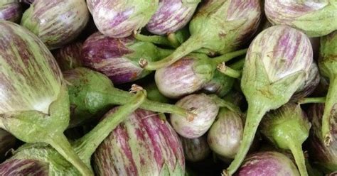 Local Small Brinjal