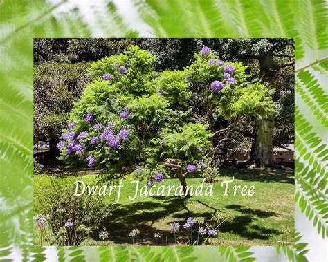 The One Dwarf Jacaranda Tree For Your Compact Garden ⋆ Roots And Maps