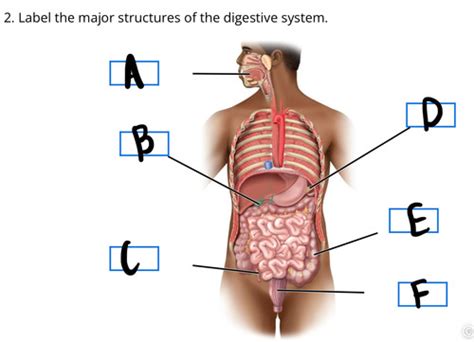 Anat 2 Lab Practical 3 Flashcards Quizlet