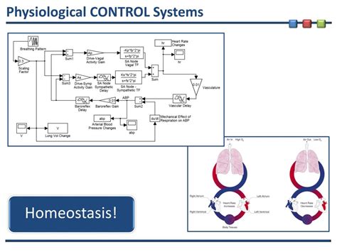 Ppt Physiological Systems Modeling And Simulation Powerpoint