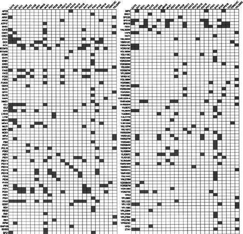 Nearest Neighbor Analysis The Expression Profiles Of Pex Genes And
