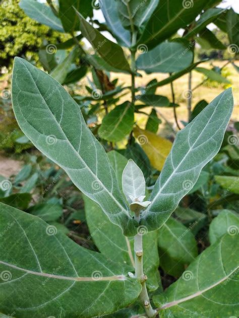 Vertical Closeup Shot Of Arakha Tree Calotropis Gigantea Leaves Stock