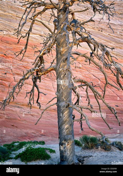 Ponderosa Pine Tree Branch