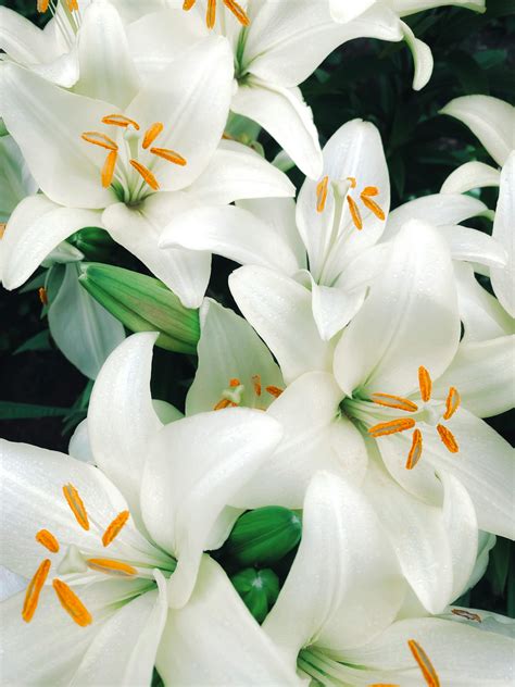 White Lily Flower Images