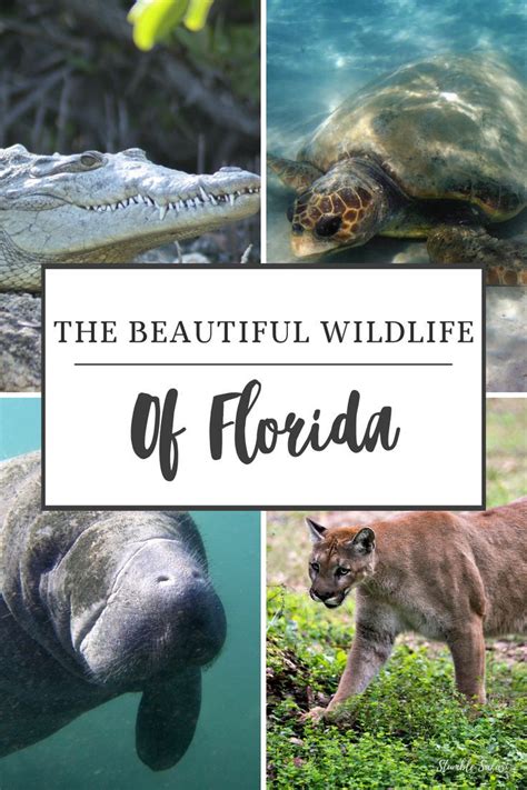 The Beautiful Wildlife Of Florida Artofit