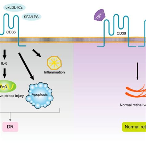The Roles Of Cd36 In Amd Download Scientific Diagram