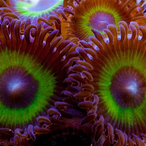 Fruit Hoops Zoanthids