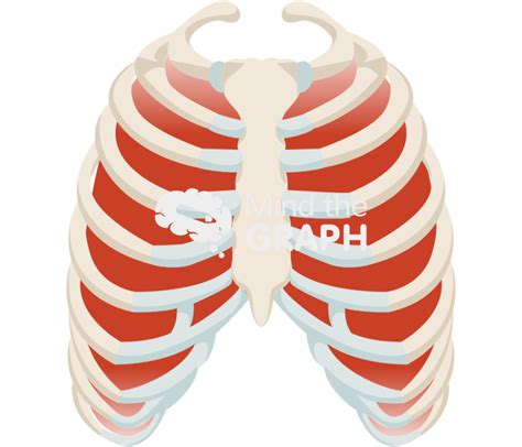 Free Intercostal Muscles Front Icons Symbols Pictures And Images