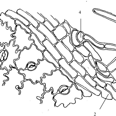 Figure A Structure Of Caucasian Rhododendron Leaves Epidermis Download Scientific Diagram