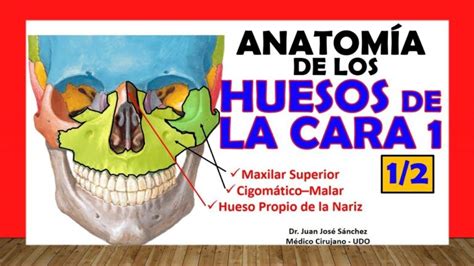 Huesos De La Cara Los 14