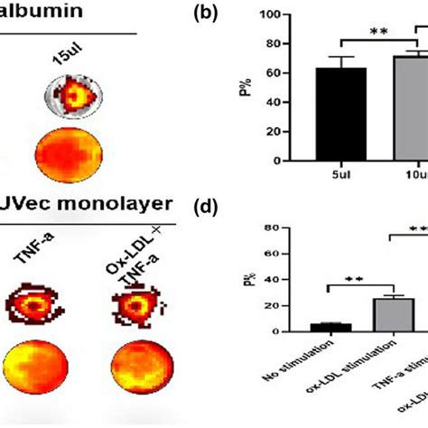 Cell Growth Curve And Cell Viability After Intervention A