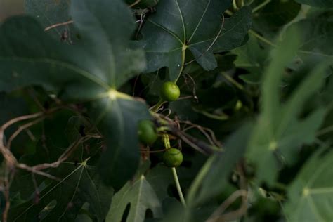 David Kimelman Photography Dr Douglas Schar And Valeology