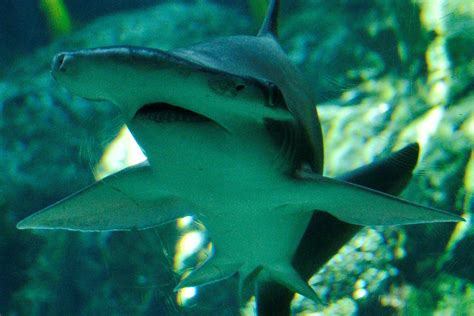 Shark New Large Shark Species Heading For The Uk Thats No Cause For