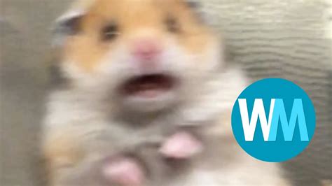 top 5 jumpscares youtube