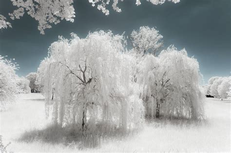 Weeping Willows Converted Sony A58 720nm Scrolller